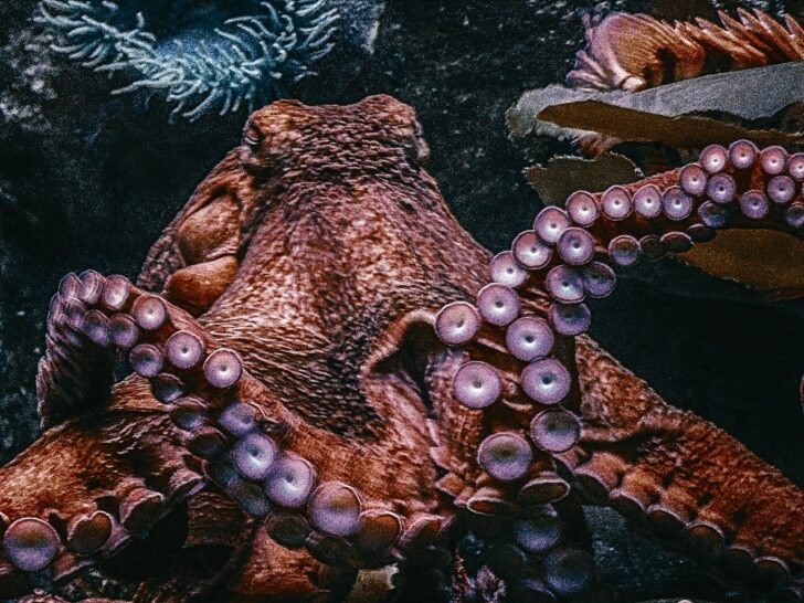 Why Octopuses Are Considered the Smartest Invertebrates - Animals ...