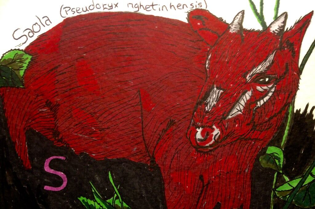 The Global Effort to Save the Saola, Asia’s “Unicorn” - Animals Around ...