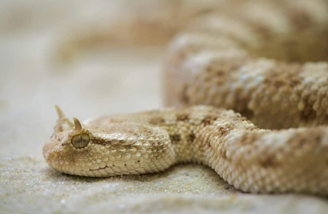 9 Snakes That Love the Desert And 6 That Need Moisture - Animals Around ...