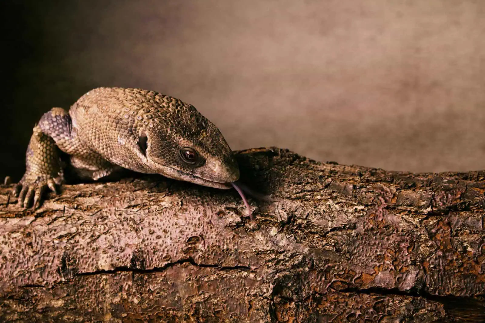 Why Lizards Flick Their Tongues—A Scientific Breakdown