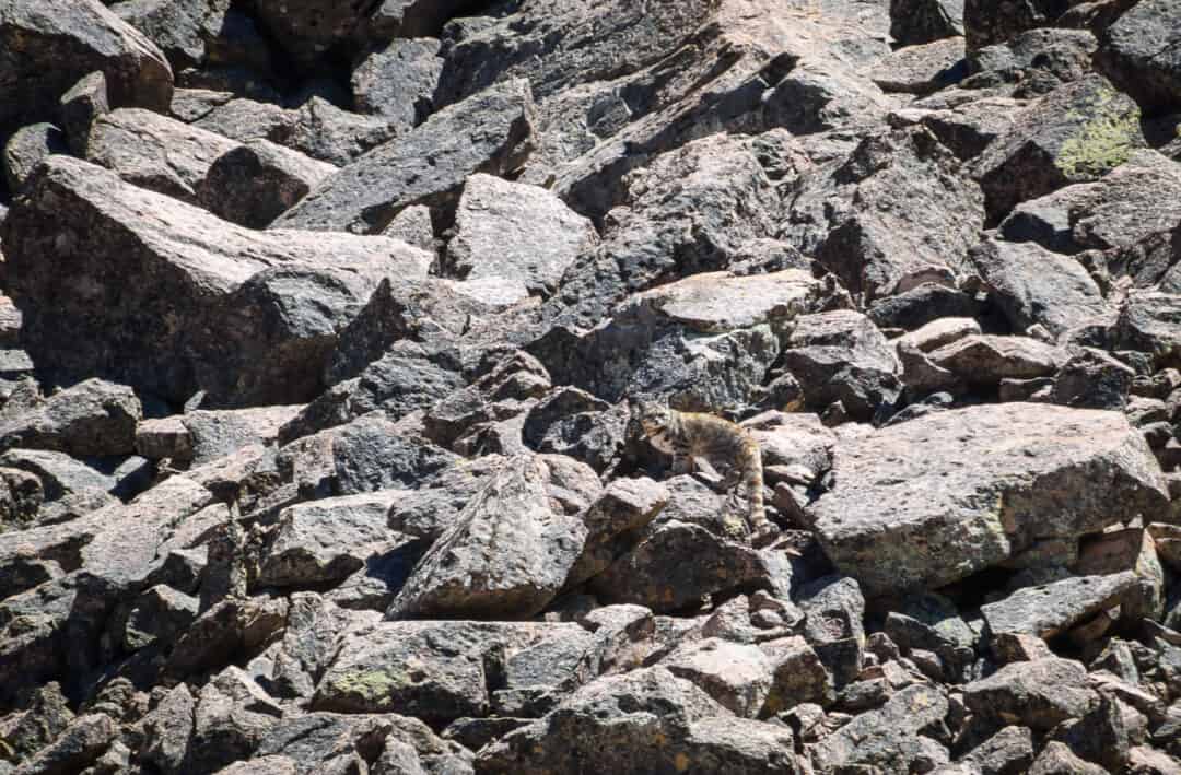 A New Species of Cat Has Been Found in the Andes - Animals Around The Globe