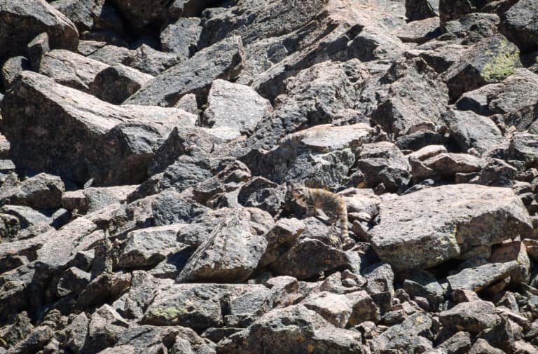 A New Species of Cat Has Been Found in the Andes - Animals Around The Globe