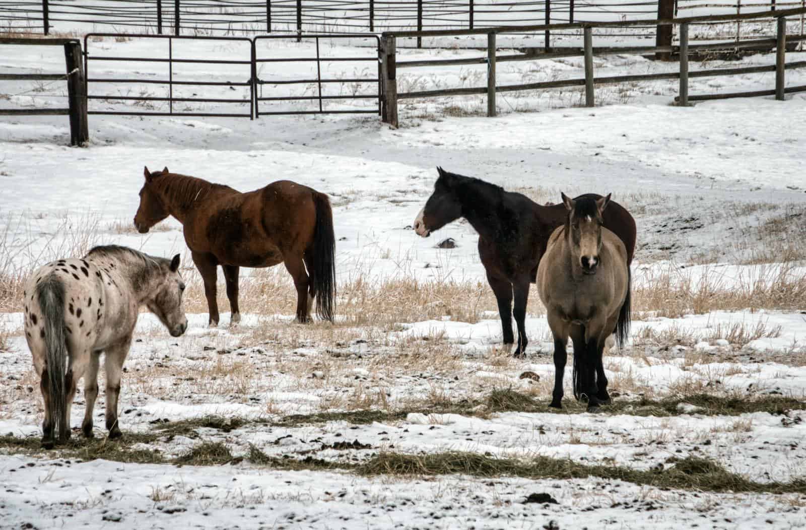The DNA of Ancient Horses Was Just Reconstructed - Animals Around The Globe