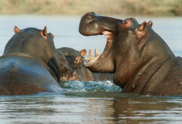 The Strength of the Hippo: Why It’s More Dangerous Than You Think ...