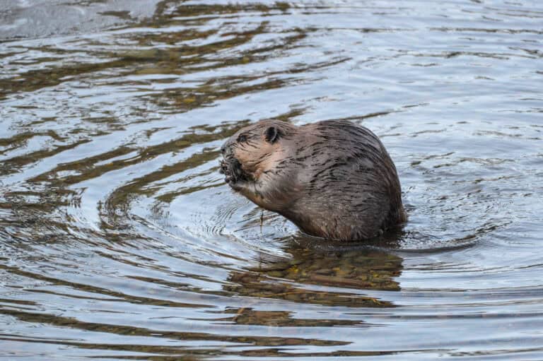 How Beavers Are Helping Prevent Wildfires in the West