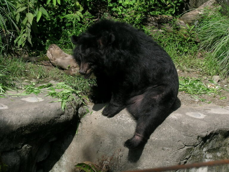 The Bear Species Scientists Thought Was Extinct Until Now - Animals ...