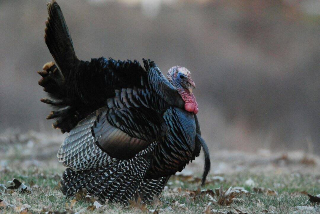 The Wild Turkeys Taking Over U.S. Suburbs - Animals Around The Globe