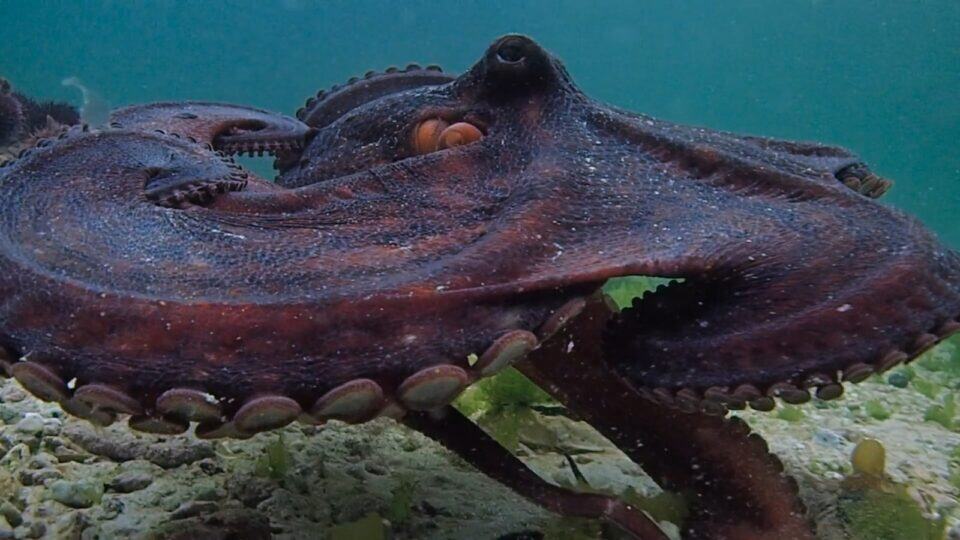The Octopus That Carries Coconut Shells for Shelter - Animals Around ...