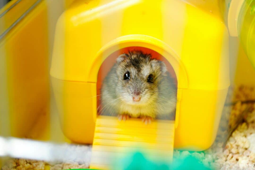How to Know If Your Hamster Is Stressed - Animals Around The Globe
