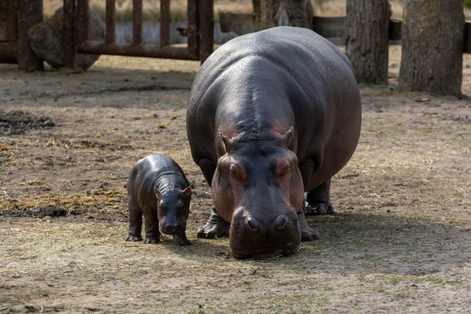 The Strength of the Hippo: Why It’s More Dangerous Than You Think ...
