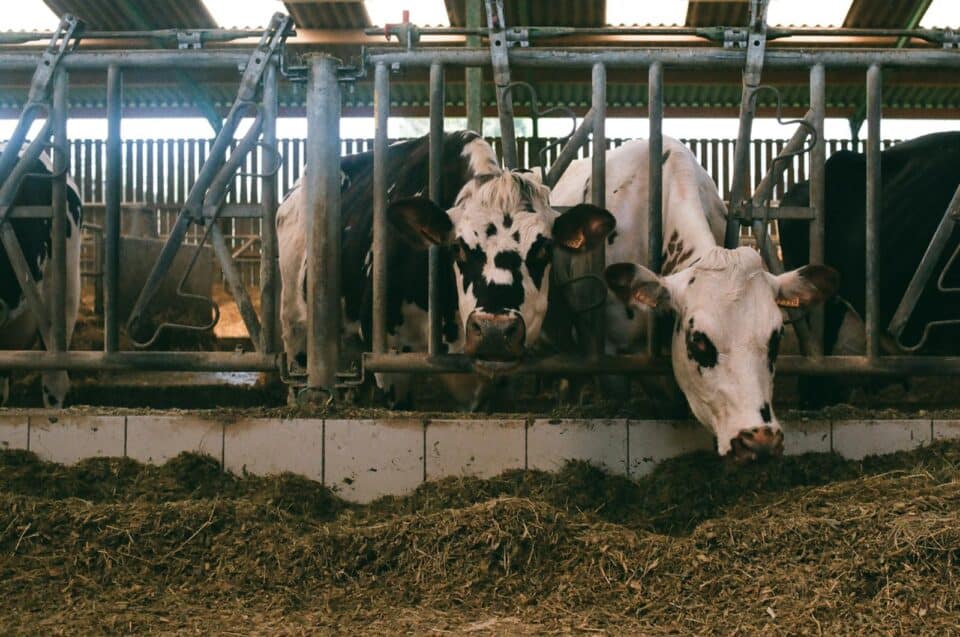 Why Cows Have Best Friends—and What It Means for Farmers - Animals ...