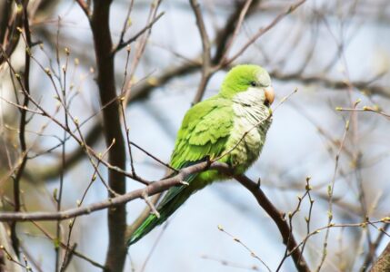 Why Wild Parrots Are Developing Their Own Dialects