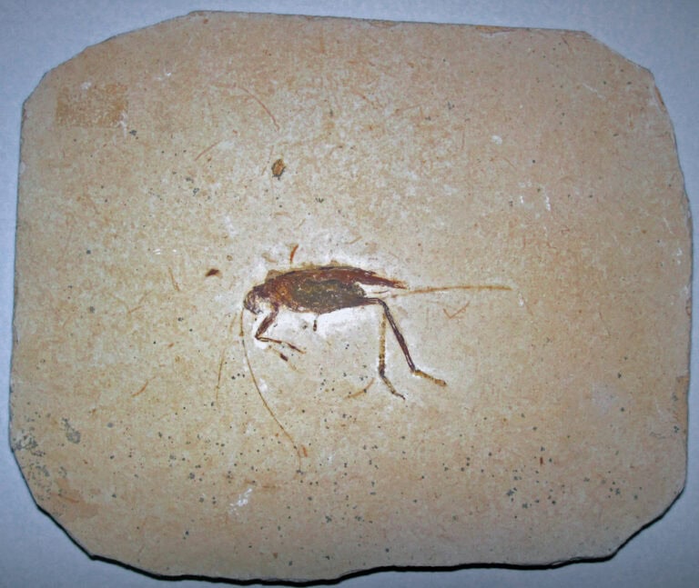 These Insect Fossils Are So Detailed, You Can See Their Wings - Animals ...
