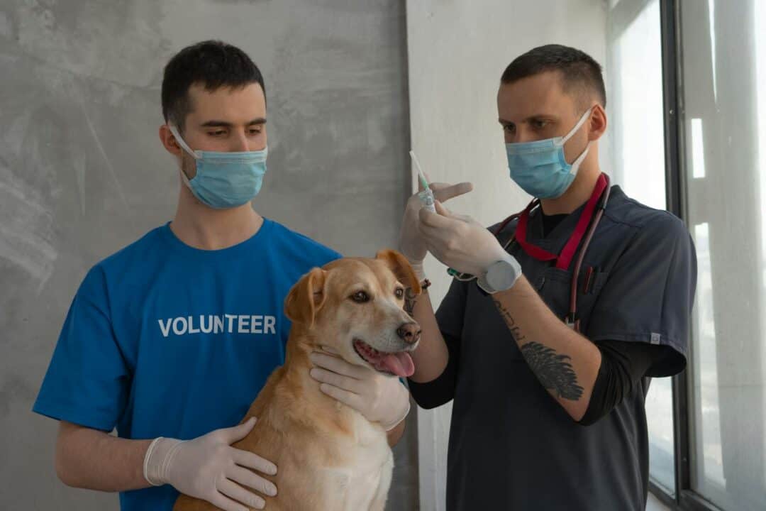 How Dogs Are Being Trained to Detect Disease in Humans - Animals Around ...