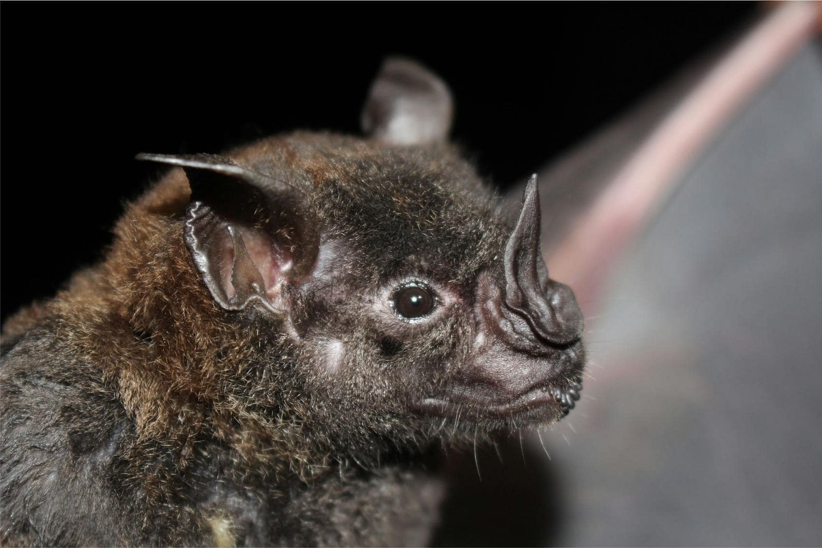The Bat With a Face Straight Out of a Horror Movie