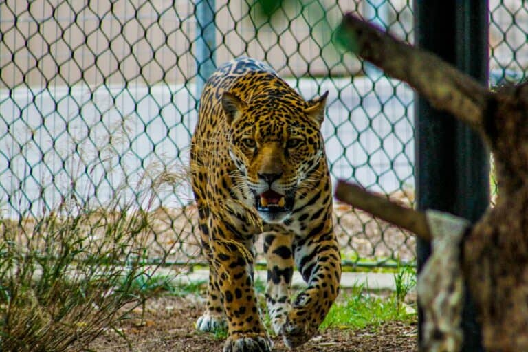 Do Zoos Actually Help Endangered Species—or Just Display Them ...