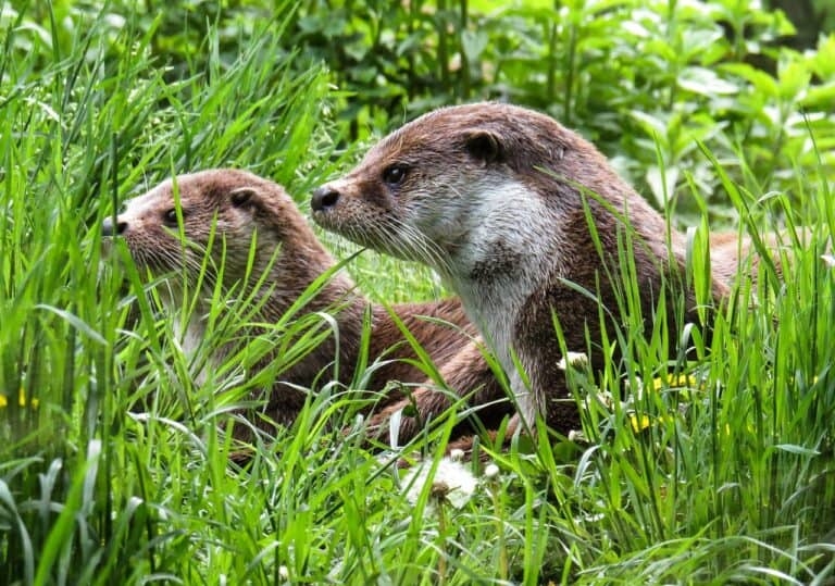 Otters Use Tools—Here’s How They Pass Them to Each Other