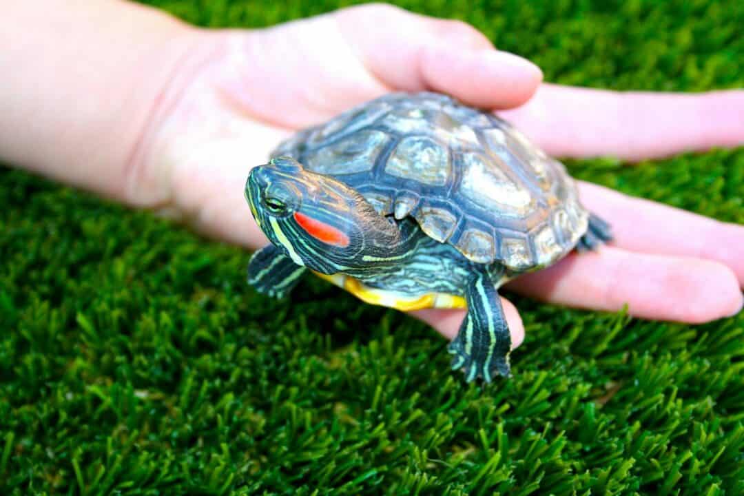 Why You Should Never Release a Pet Turtle Into the Wild