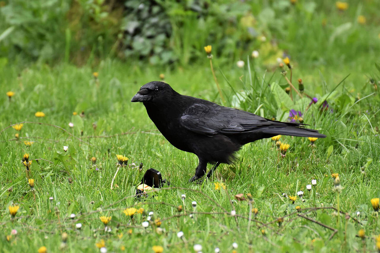 How Crows Became Symbols of Death in European Myths