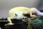 How Geckos Use Physics to Climb Any Surface - Animals Around The Globe