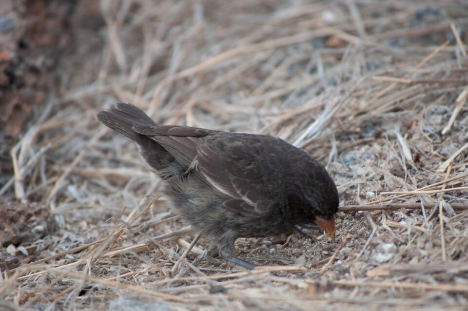 How Vampire Finches Drink Blood to Survive - Animals Around The Globe