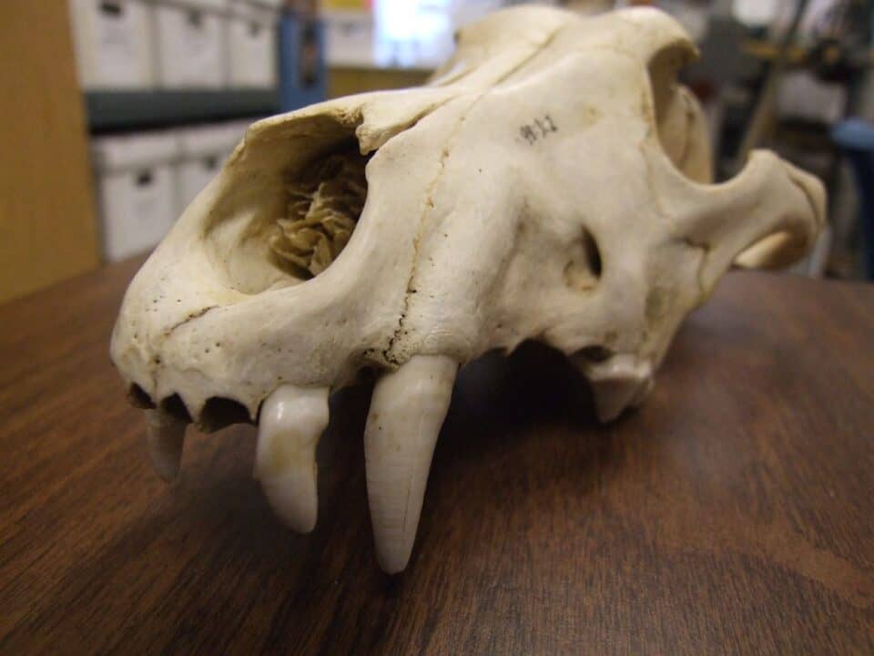 This Skull Reveals What Prehistoric Wolves Really Looked Like