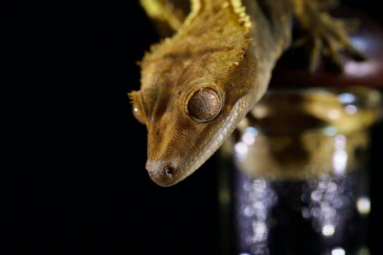 How Some Lizards Developed a "Third Eye" for Sensing Light - Animals ...