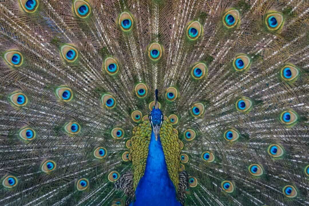 The Peacock: A Vibrant Display of Colours and Feathers - Animals Around ...