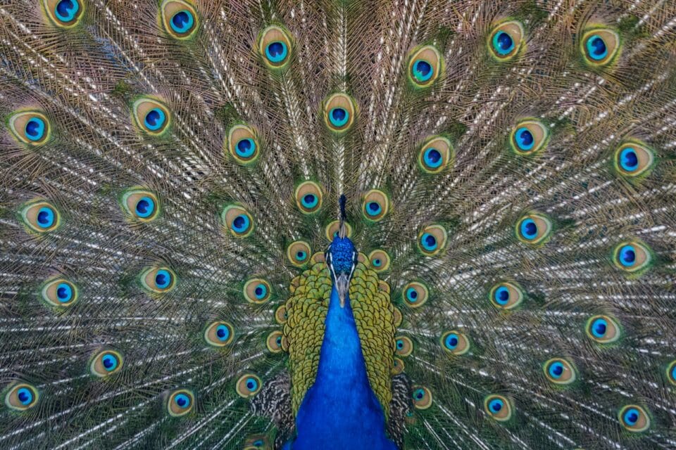 The Peacock: A Vibrant Display of Colours and Feathers - Animals Around ...