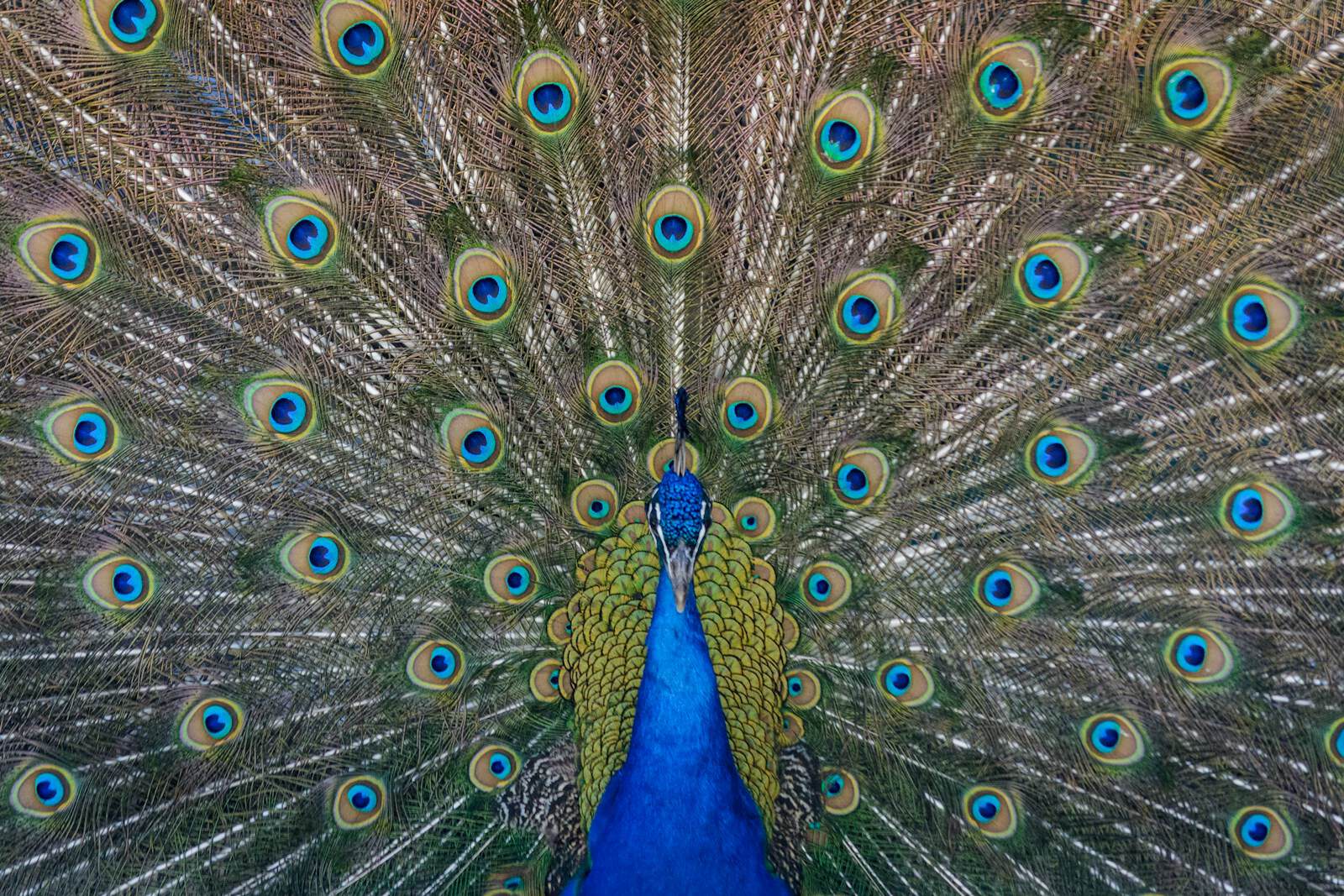 The Peacock: A Vibrant Display of Colours and Feathers - Animals Around ...