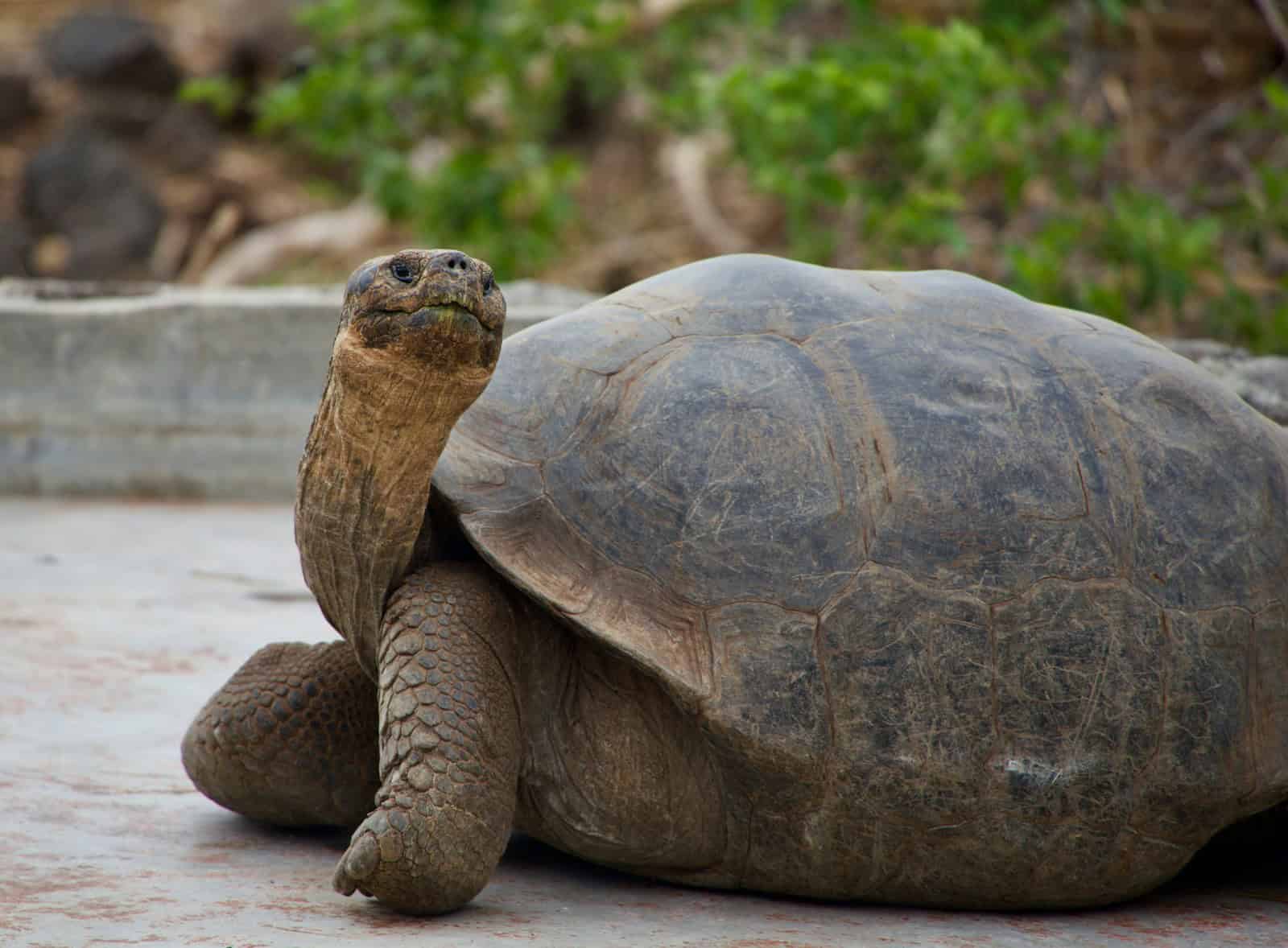14 Times Wild Animals Formed Unexpected Friendships - Animals Around ...