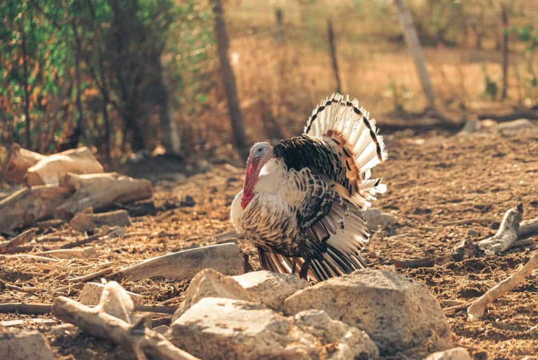 The Wild Turkeys Taking Over U.S. Suburbs - Animals Around The Globe
