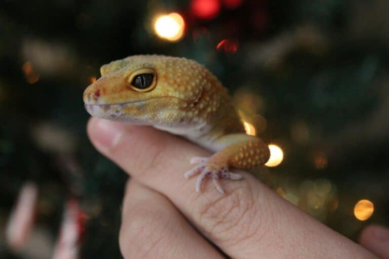 14 Things No One Tells You About Owning a Gecko - Animals Around The Globe