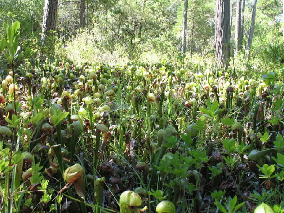 This Plant Can Trap and Digest Mice - Animals Around The Globe