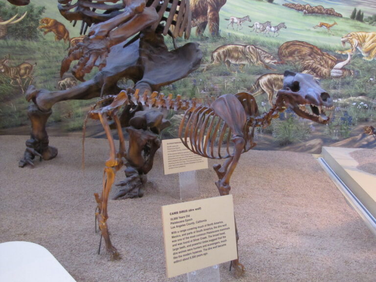 Can We Really Bring Back Extinct Animals? The Dire Wolf Case - Animals ...