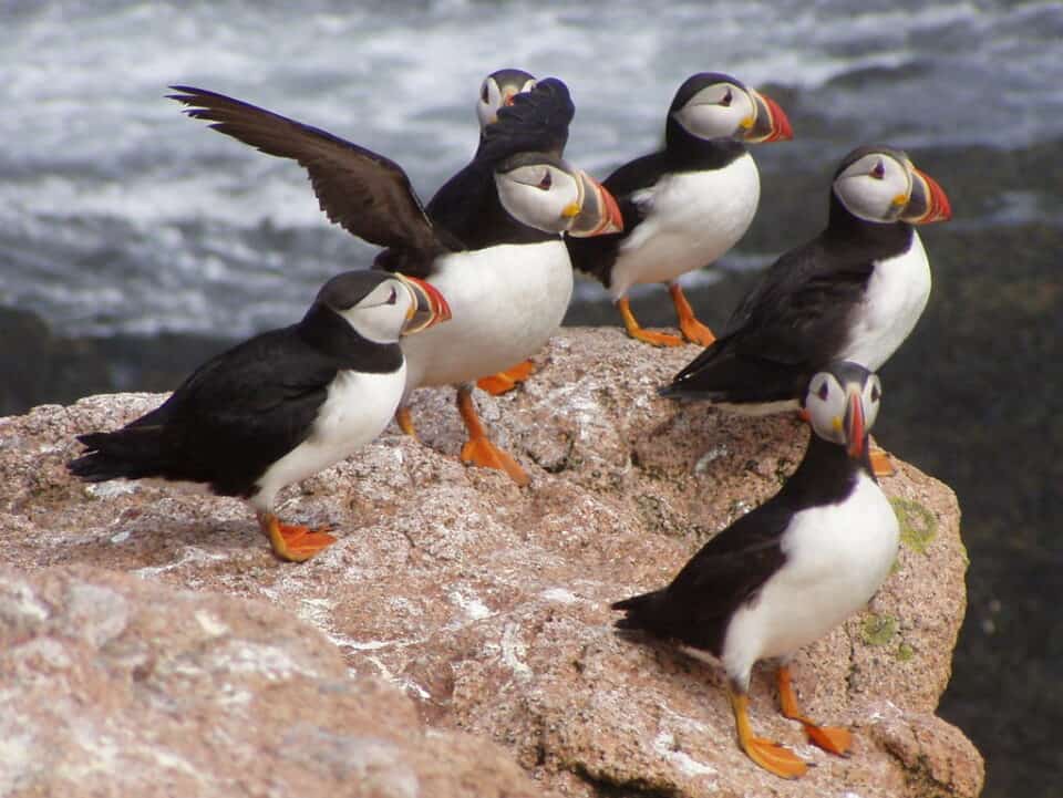 15 Birds With Color Changing Feathers - Animals Around The Globe