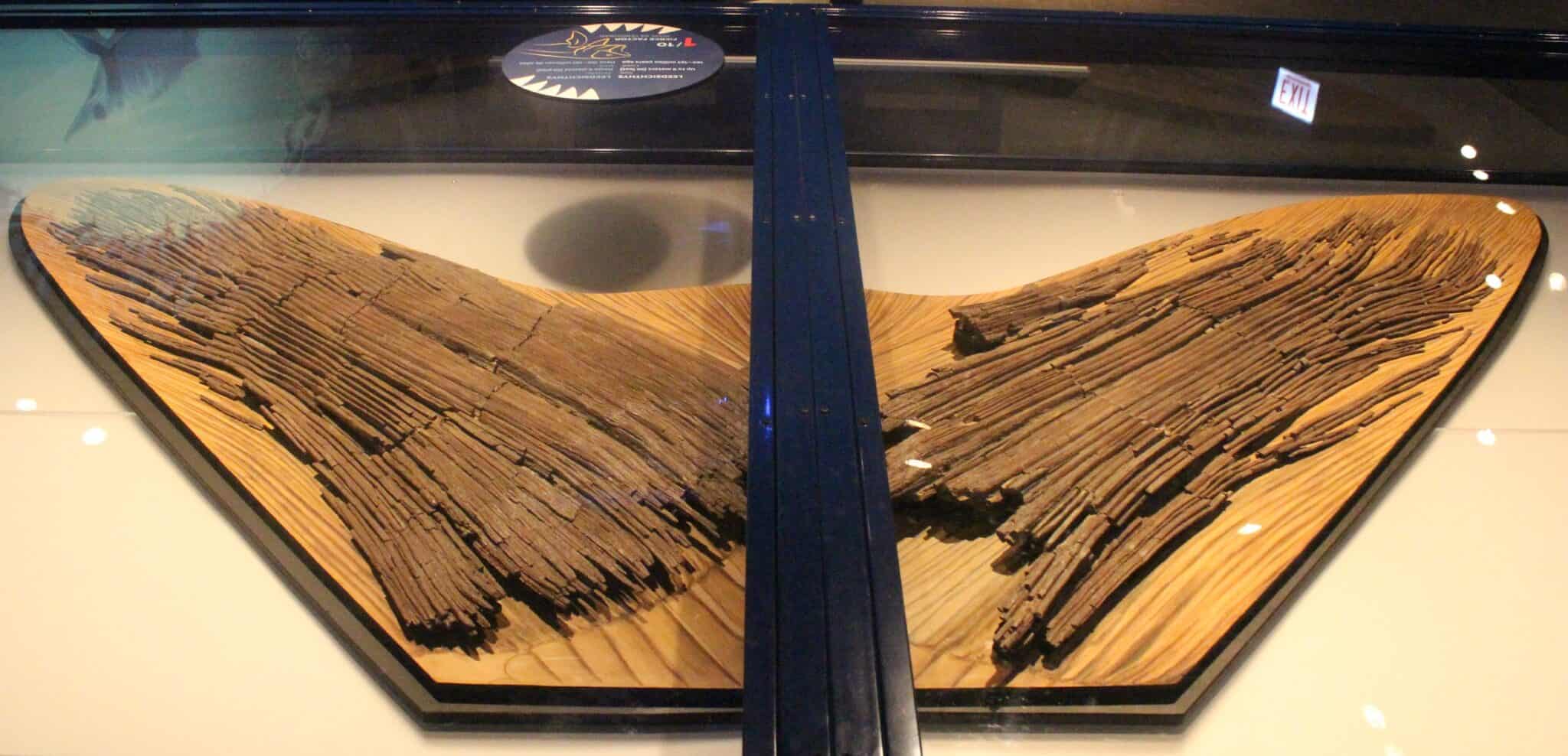 This Prehistoric Fish Could Swallow Sharks Whole - Animals Around The Globe