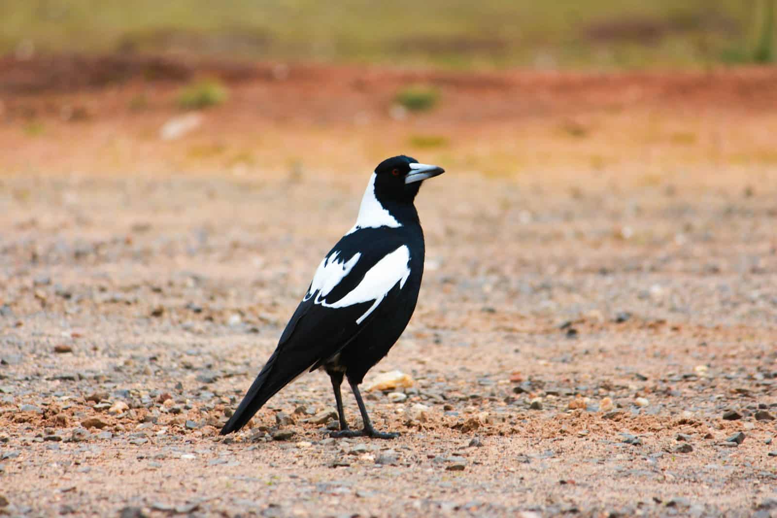 The Bird That’s Outsmarting Scientists with Its Nesting Habits