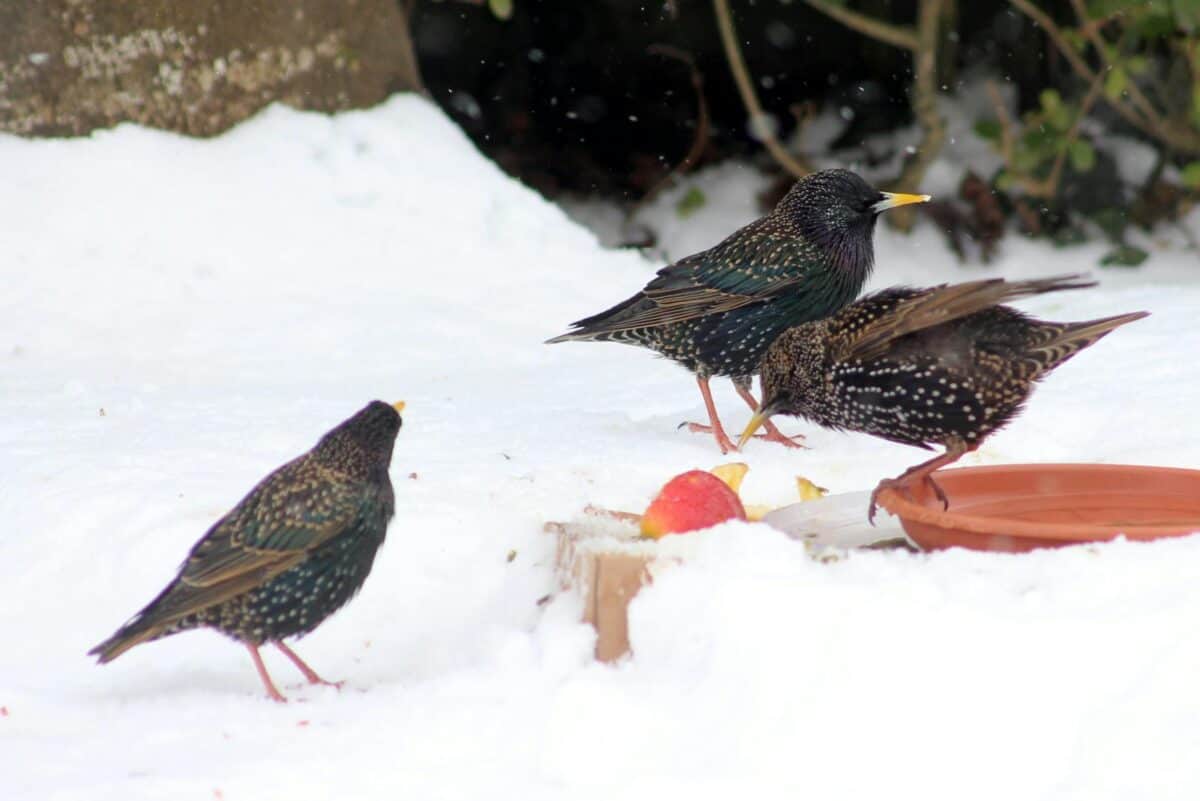 What Happens When a Flock of 1,000 Starlings Takes Flight