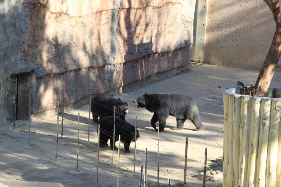 The Bear Species Scientists Thought Was Extinct Until Now - Animals ...