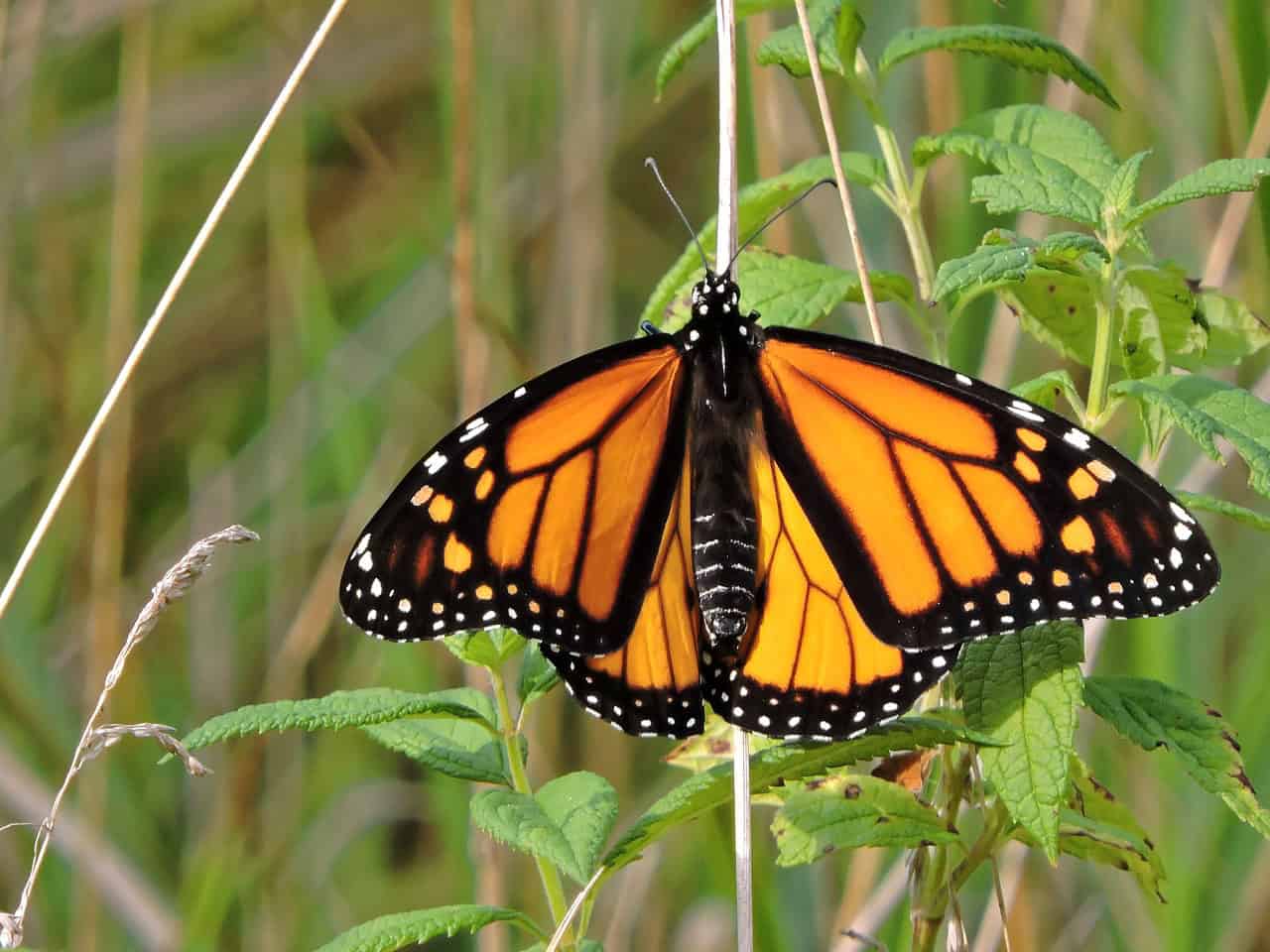 This Butterfly Tastes With Its Feet - Animals Around The Globe