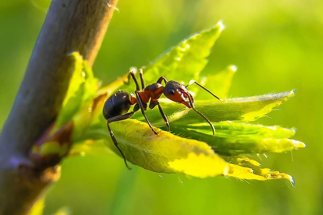 These Ants Build Living Bridges With Their Bodies