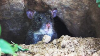 What Rats Can Teach Us About Empathy