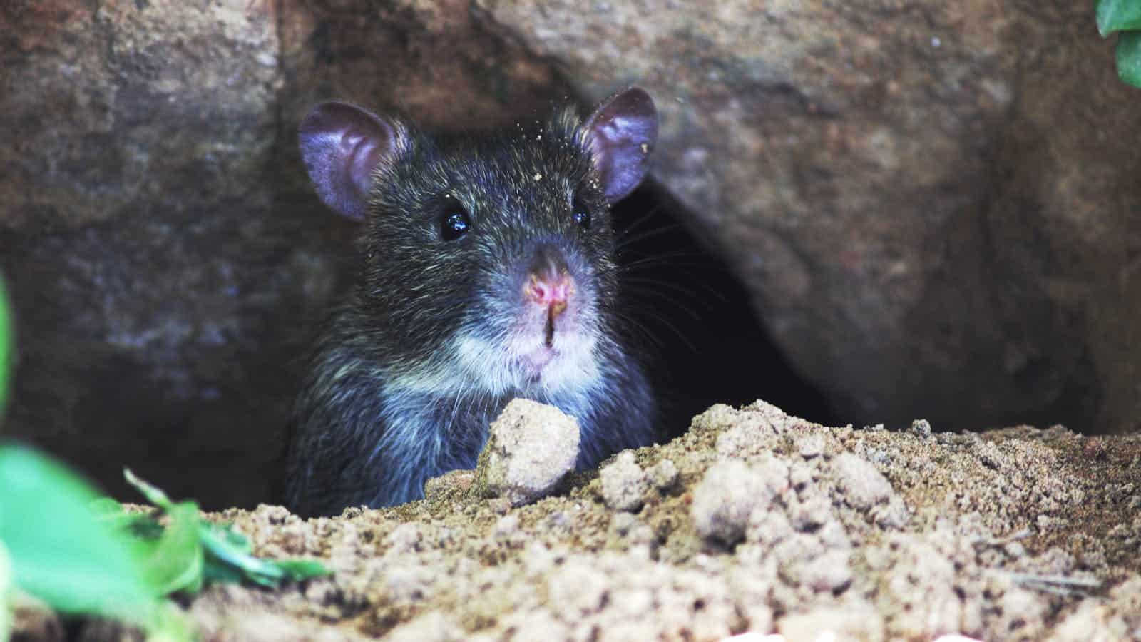 What Rats Can Teach Us About Empathy