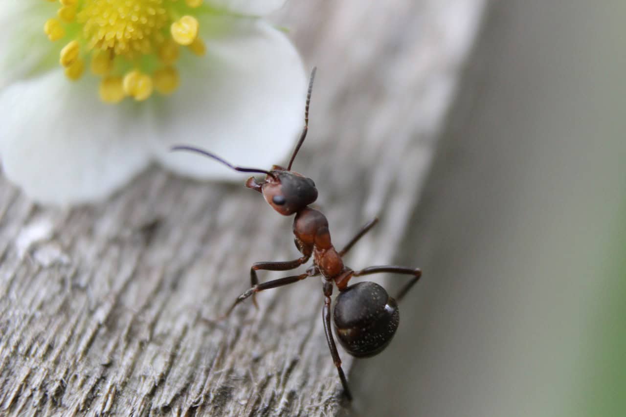 These Ants Build Living Bridges With Their Bodies