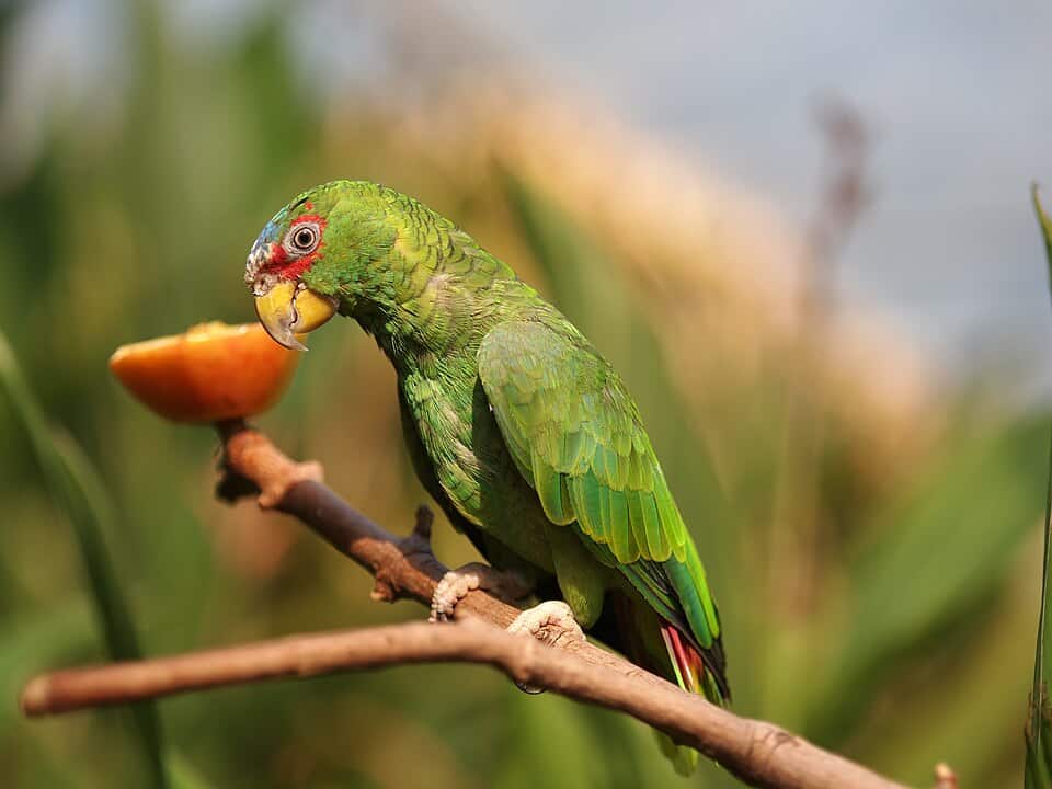 Animal Courtship Rituals That Will Leave You Speechless - Animals ...
