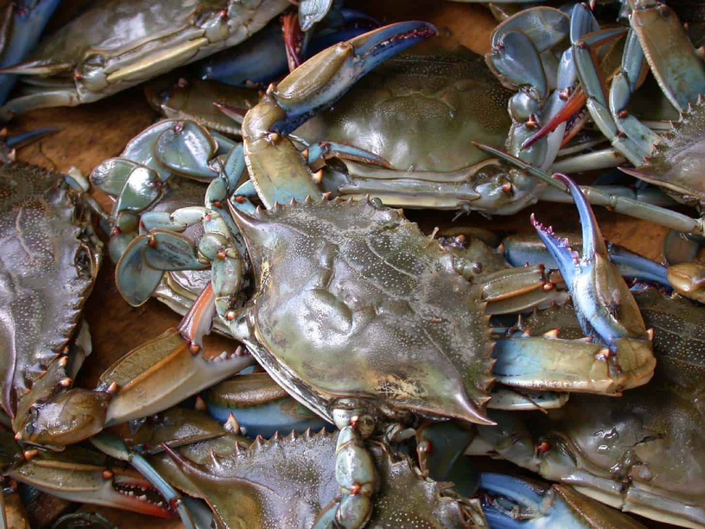 What’s Causing Thousands of Crabs to Wash Ashore in Florida? - Animals ...