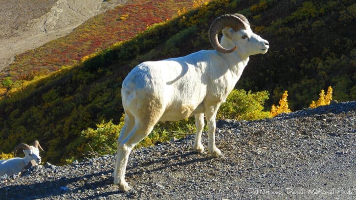 10 Deadly Animals in Alaska — And 4 Harmless Wildlife You Should Still ...