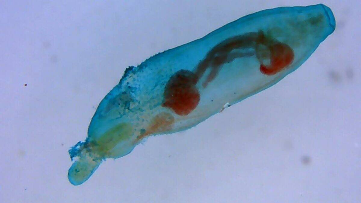 The Parasite That Controls the Mind of Its Host