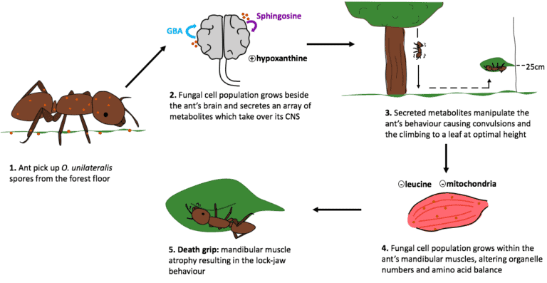 The Fungus That Can Turn Ants into Zombies - Animals Around The Globe